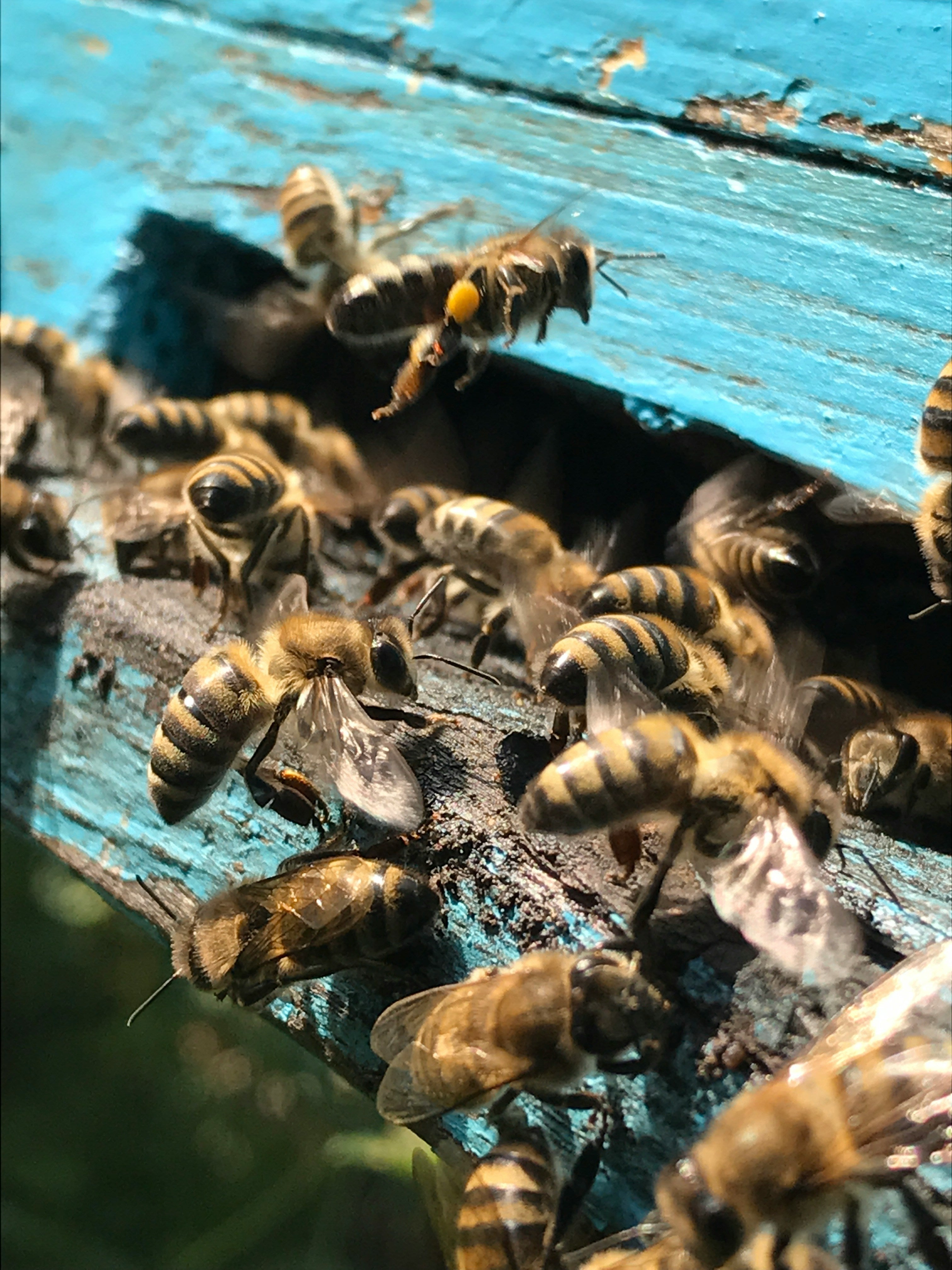 Common Bee Diseases and Pests: Prevention and Solutions – HiveKeepers
